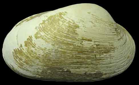 Bivalve-Identification